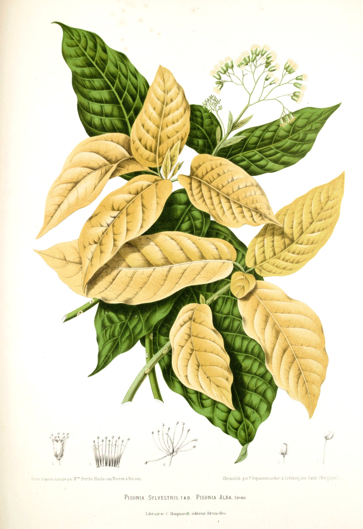 Pisonia umbellifera: Bird dispersed sticky seed pods – HORNBILL ...