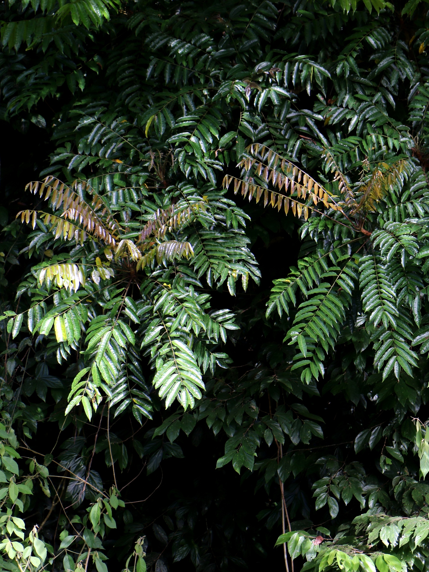 Koordersiodendron pinnatum (Ranggu): Hornbill dispersed – HORNBILL ...