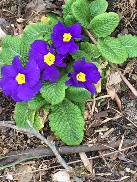 Grooving With Spring | Seeds of Design