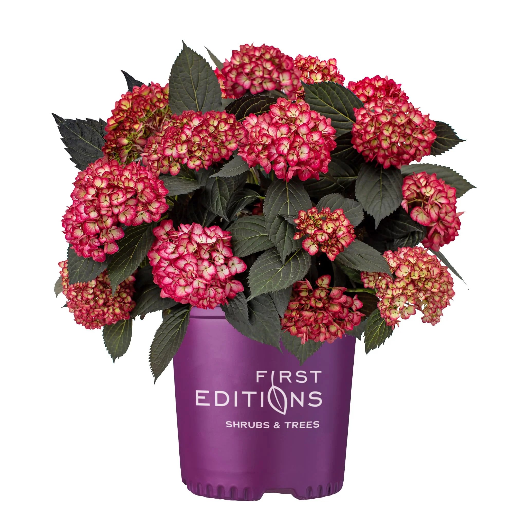 Eclipse Bigleaf Hydrangea Seedy S Plants
