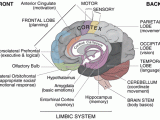 Different Types Of Memory How Memory Works In The Brain Selfhacked