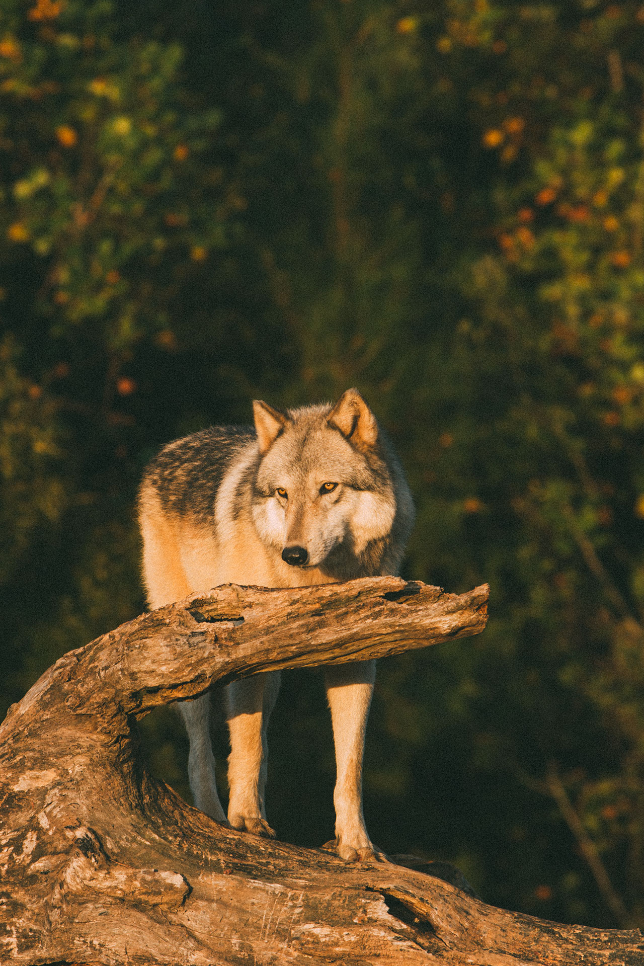 Wild Visit to Seacrest Wolf Preserve, Florida