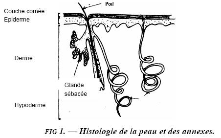 14) L’EXAMEN DE LA PEAU | semiologie médicale en médecine clinique