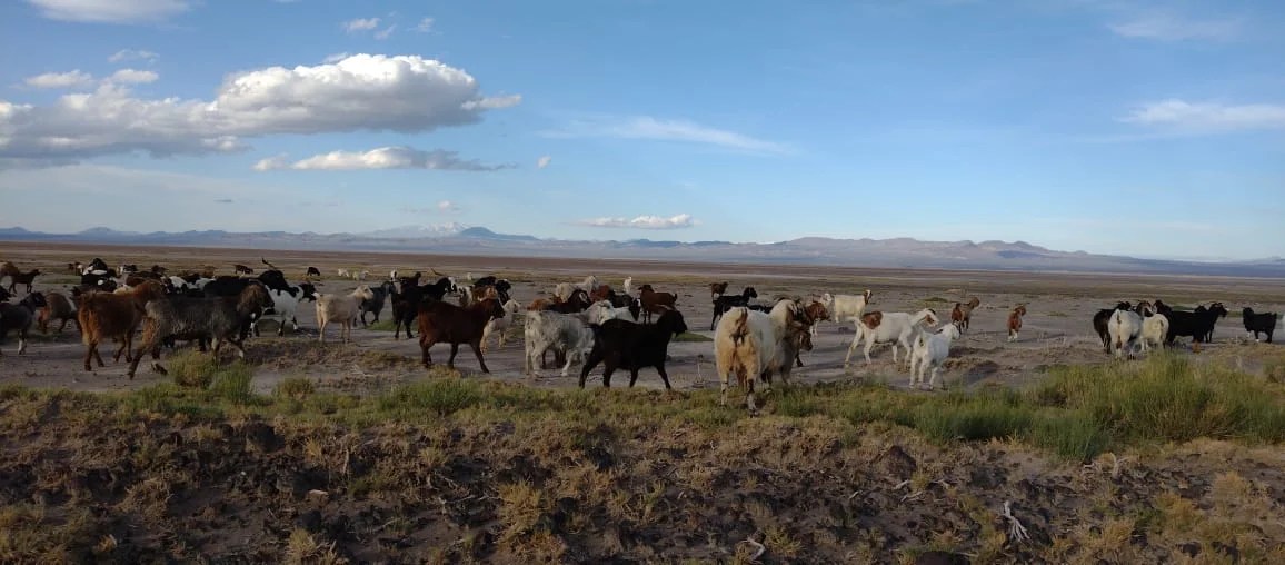 Ley de la Cabra Criolla fue promulgada por el Gobernador | Ser y Hacer ...