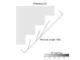 This Function Produces A Pairwise Ld Plot Ldheatmap Ldheatmap