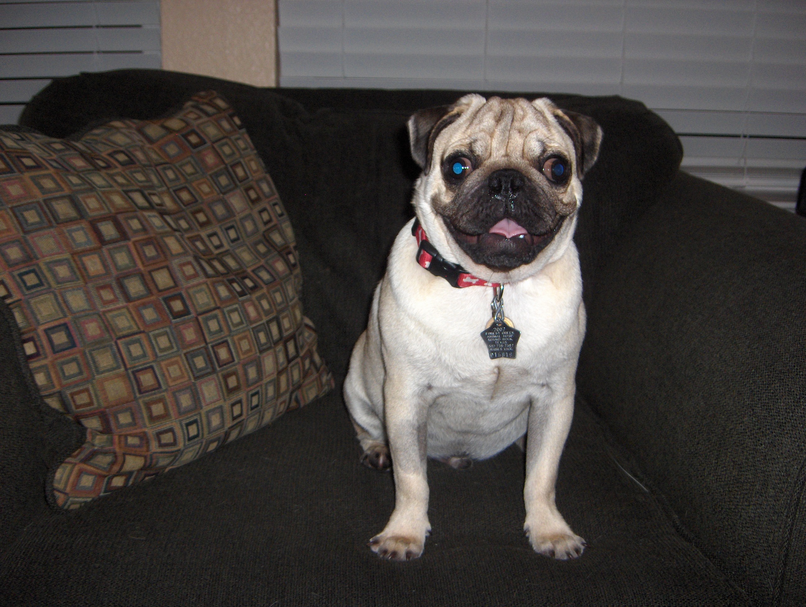 Mr. Pugsley is GROUNDED!! | Shebaum's Weblog