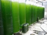 Microalgae Culture Workshop And Webinar Florida Shellfish Aquaculture
