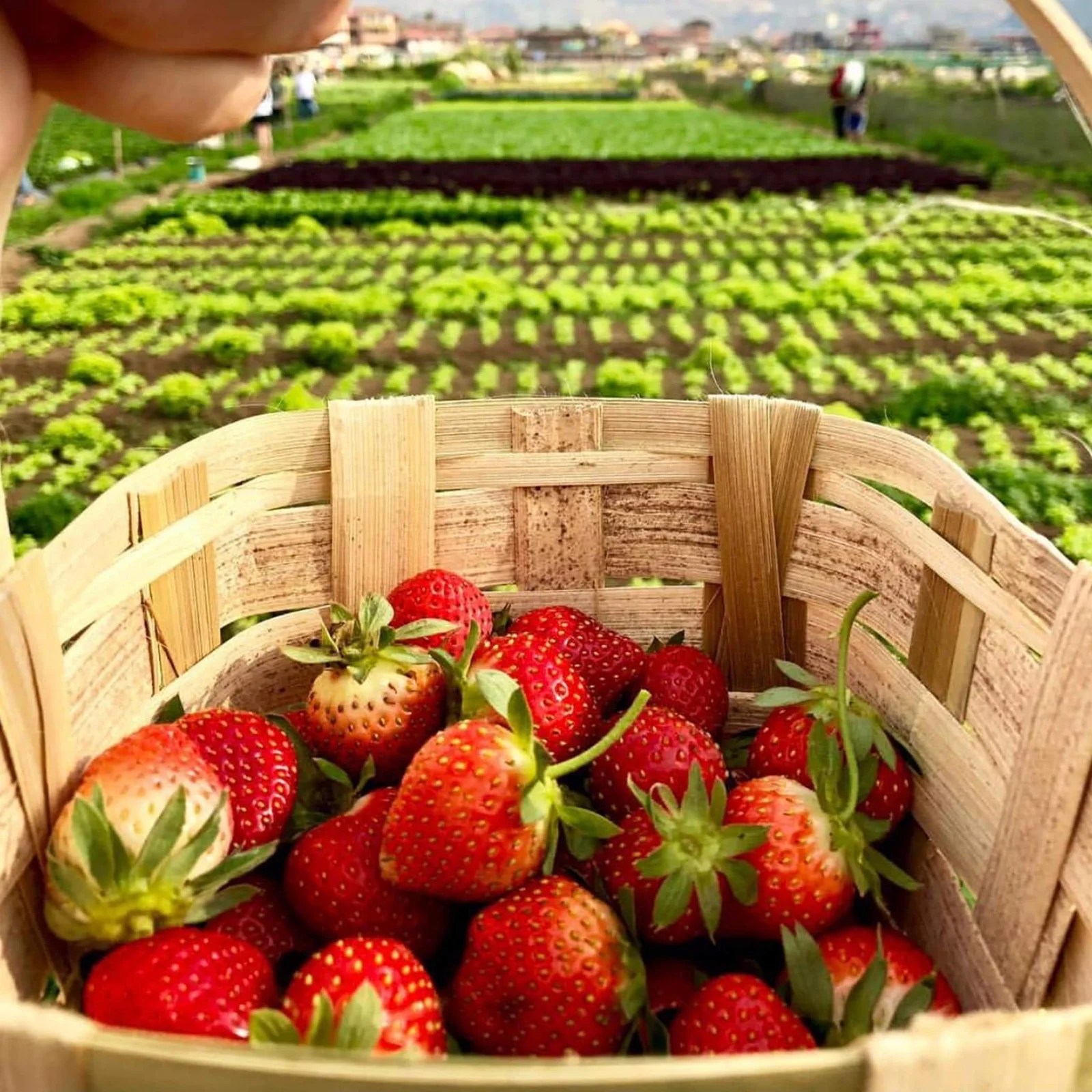 La Trinidad Strawberry Farm Baguio: A Great Place to Get Fresh ...