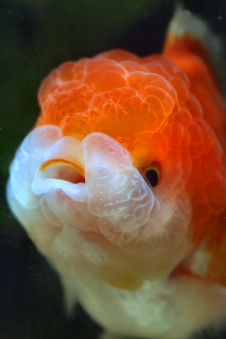 LIONHEAD GOLDFISH MORE THAN JUST CUTE | shimworld