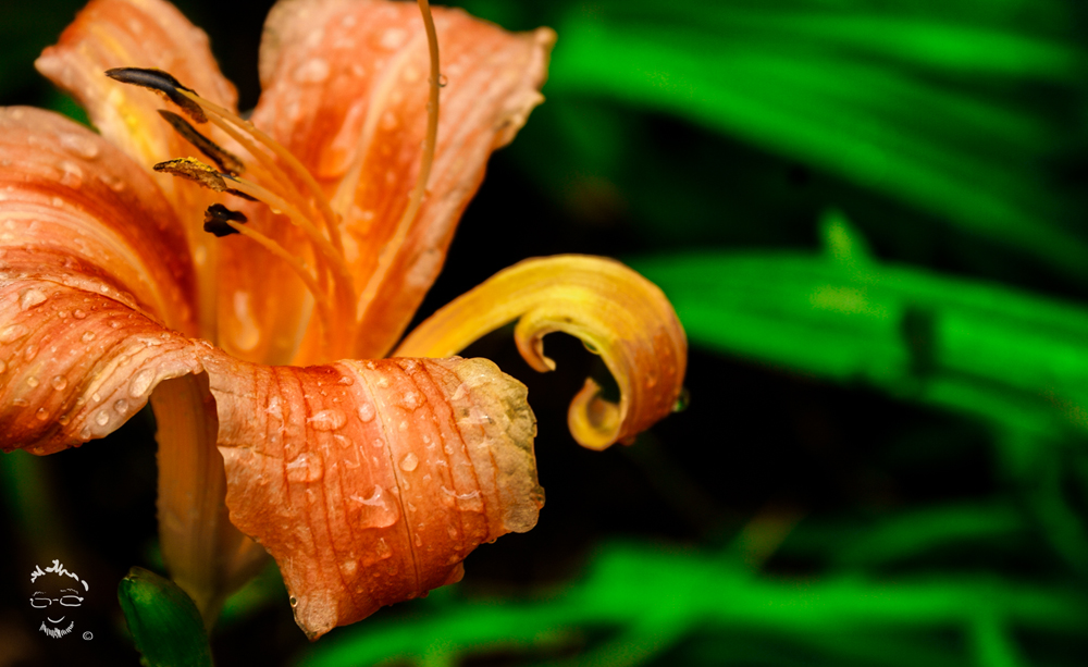 What Made Mario Spit Fire - Shots Of Basil