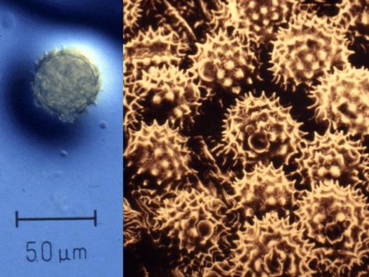 Doubting the Pollen Evidence – Shroud of Turin: Should You Believe It ...