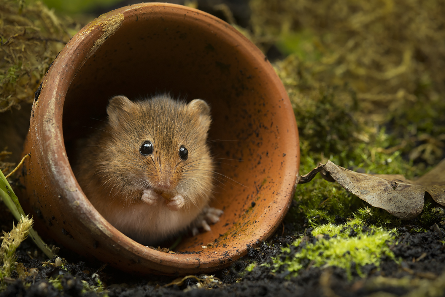 Harvest Mice Photos – ShutterButton