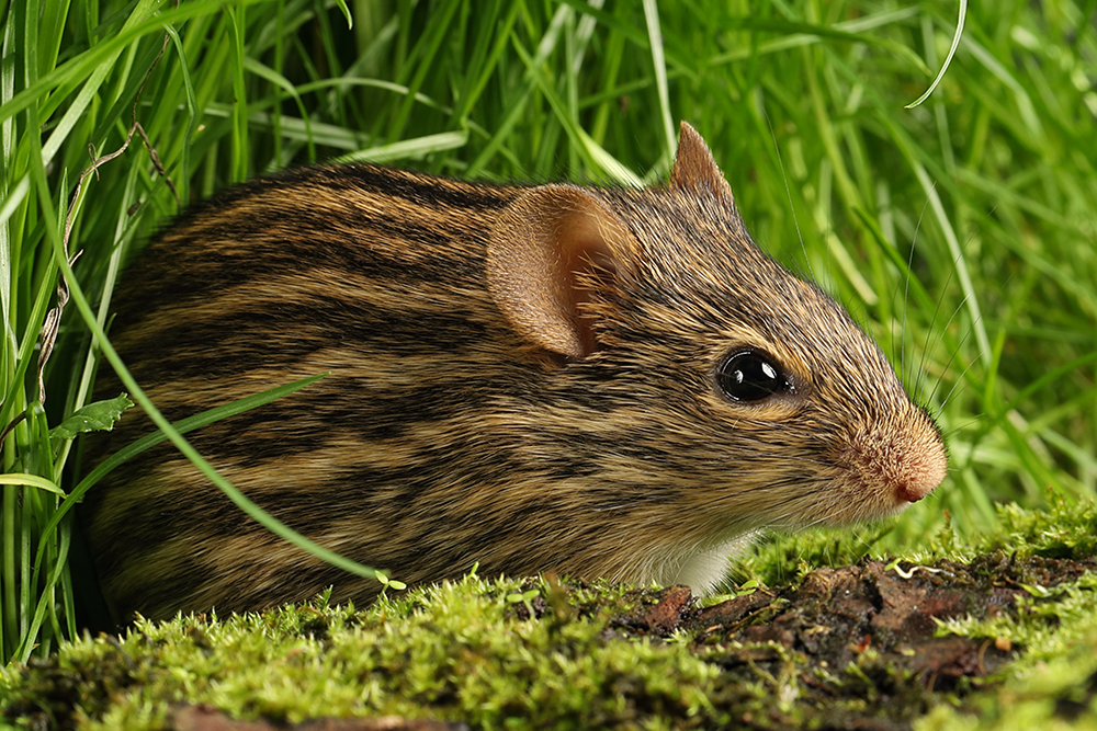 Mammals Photo Gallery – ShutterButton