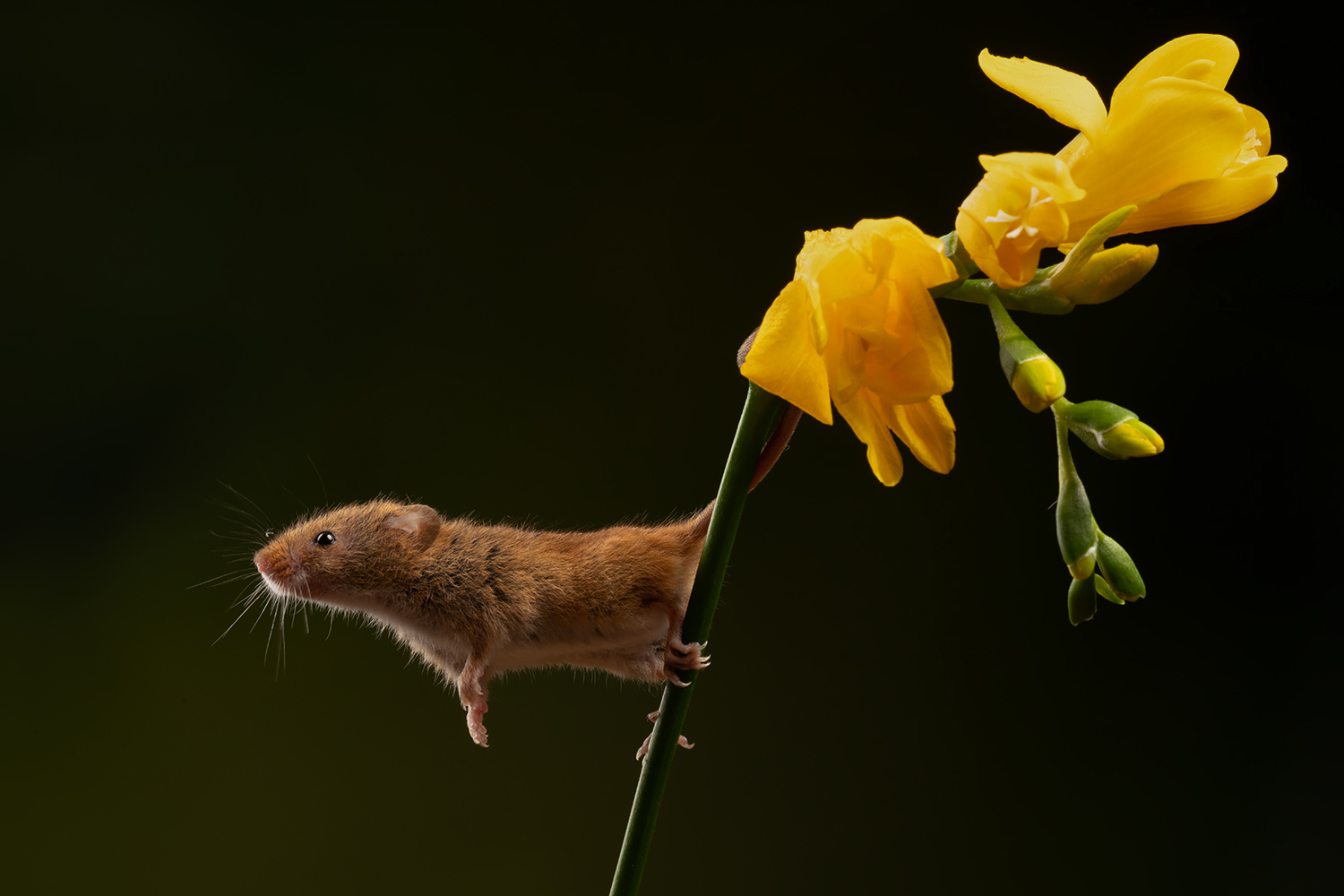 Harvest Mice Photos – ShutterButton