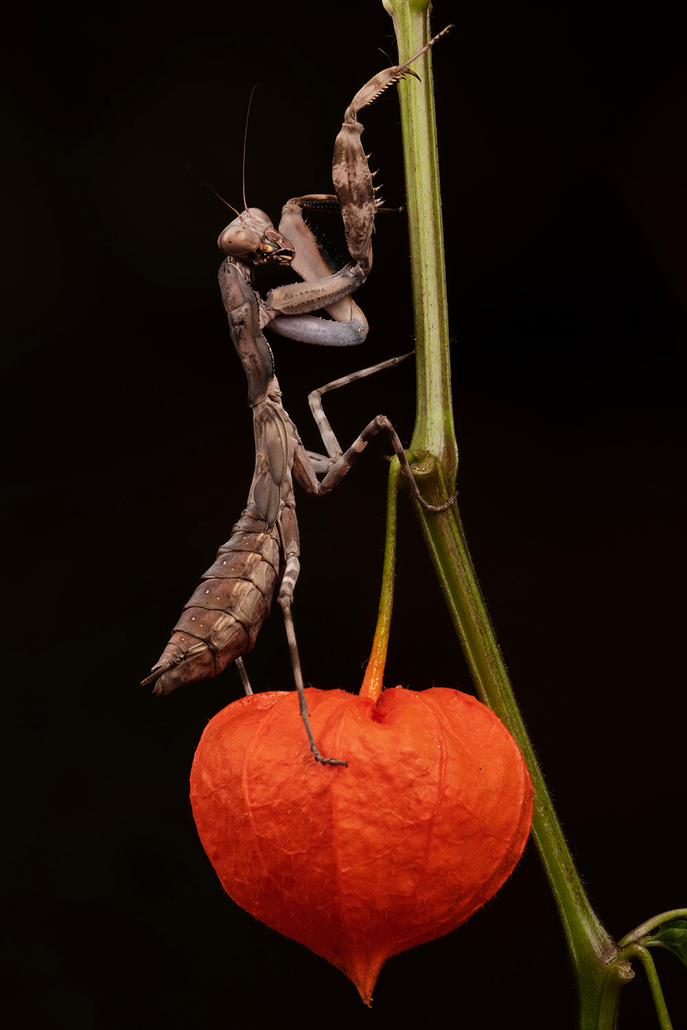 Praying Mantis Gallery – ShutterButton