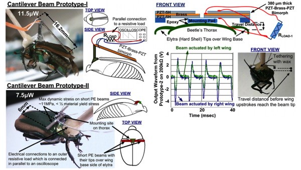 La DARPA crée le scarabée cyborg, véritable être contrôlé ...