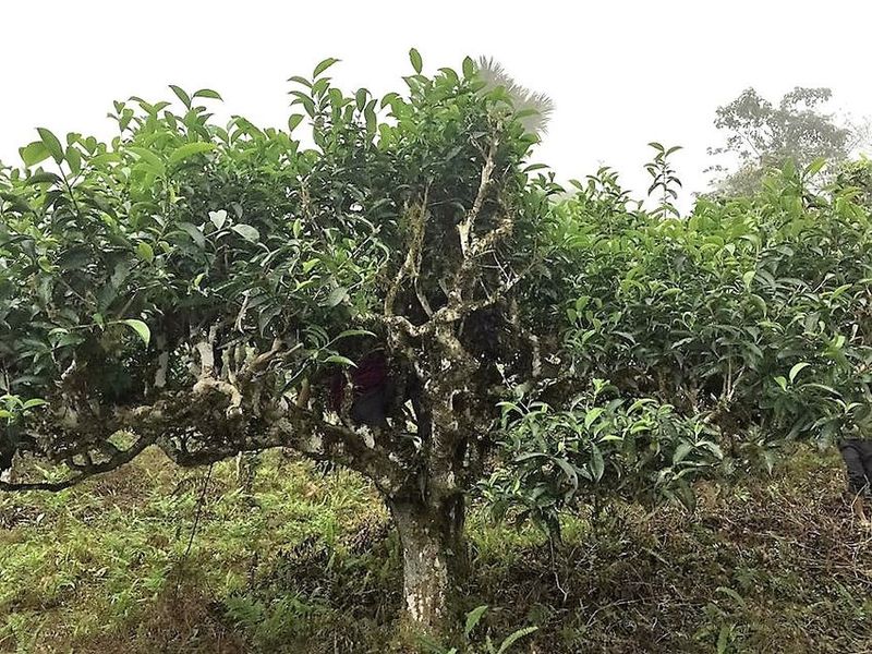 siamteas Vietnam Tea – Rebirth of an Ancient Tea Culture - siamteas