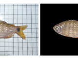Amazonian Fish Ml Classifier Links To Application Code Models And