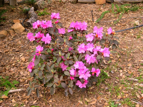 Earliest Spring bloomers to plant now | Sierra Foothill Garden