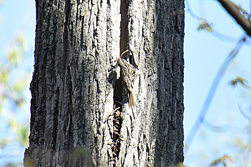 Brown Creepers: Denizens of the Bark – Silverback Digest