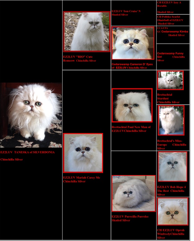 Silver Queens | SilverDonia Persian Kittens