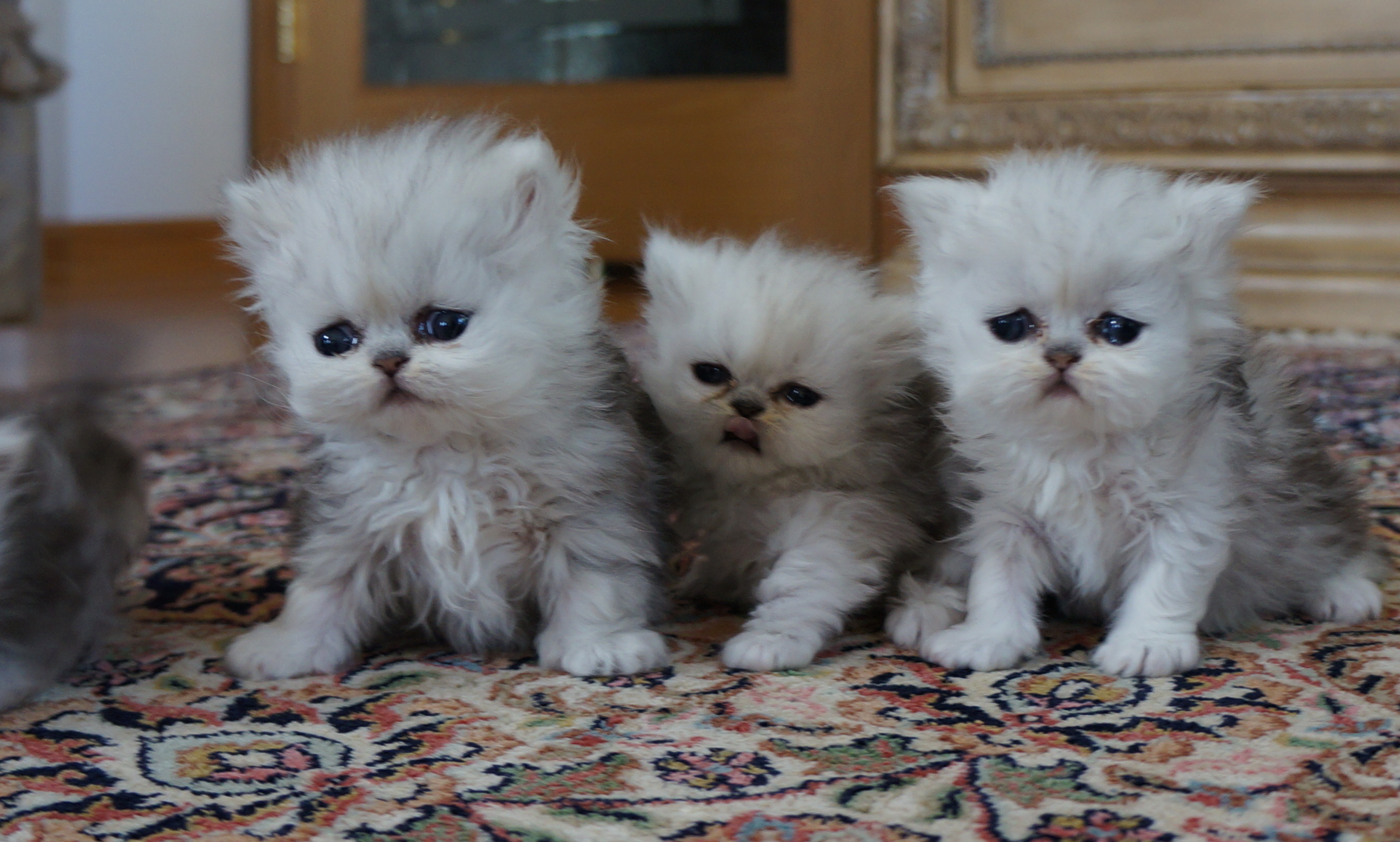 Silver Persian Kittens 4/2014 (all reserved) | SilverDonia Persian Kittens