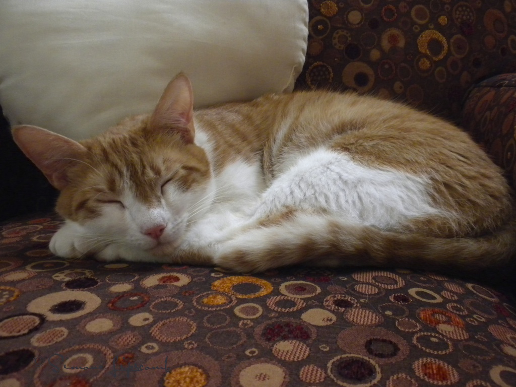 The Story of Stanley Kubrick....The Cat