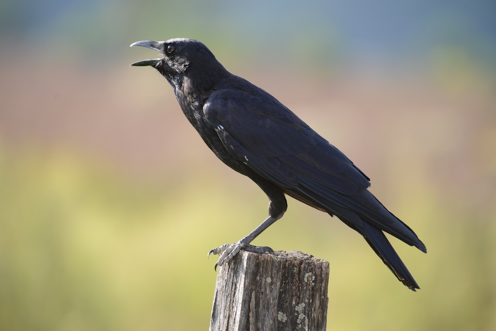 Finding Peace in a Broken World