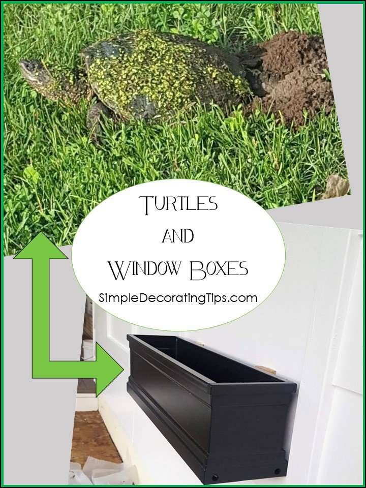 Turtles and Window Boxes - Simple Decorating Tips