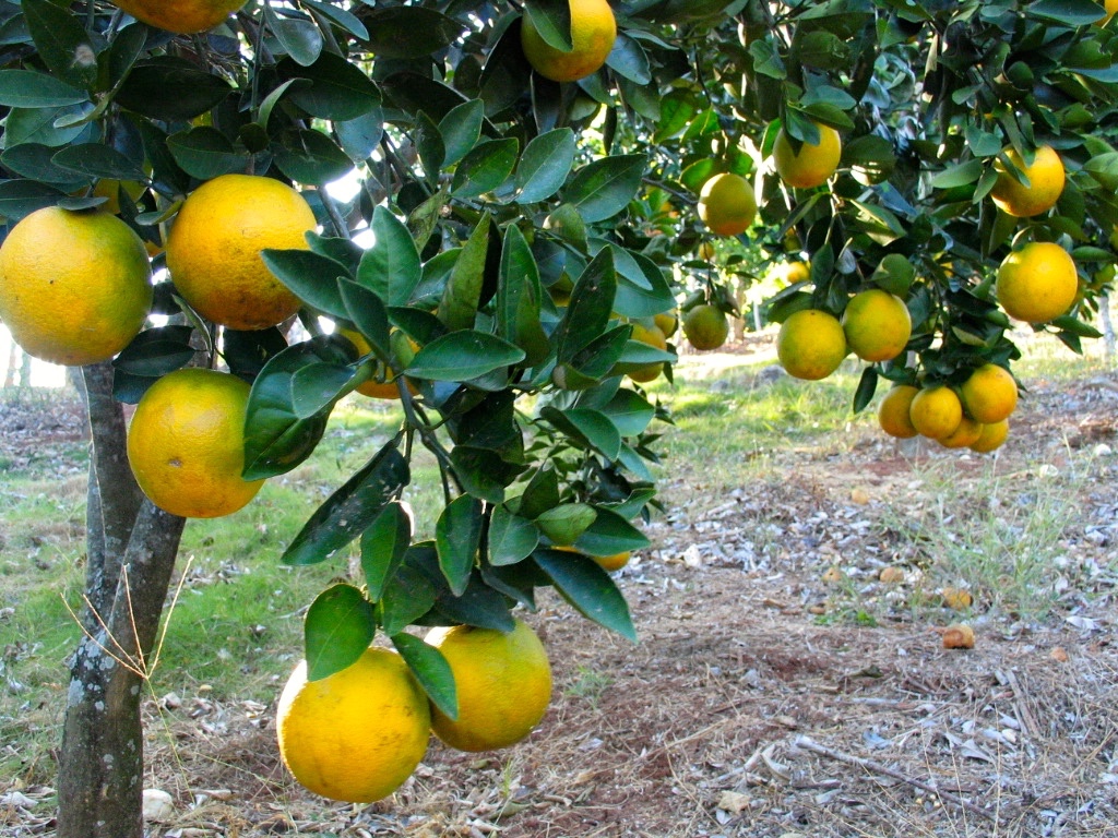 Trees - Simple Living by Design