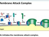 4 Innate Immunity Simplemed Learning Medicine Simplified