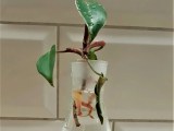 How To Propagate Philodendron Soil And Water Propagation Simplify