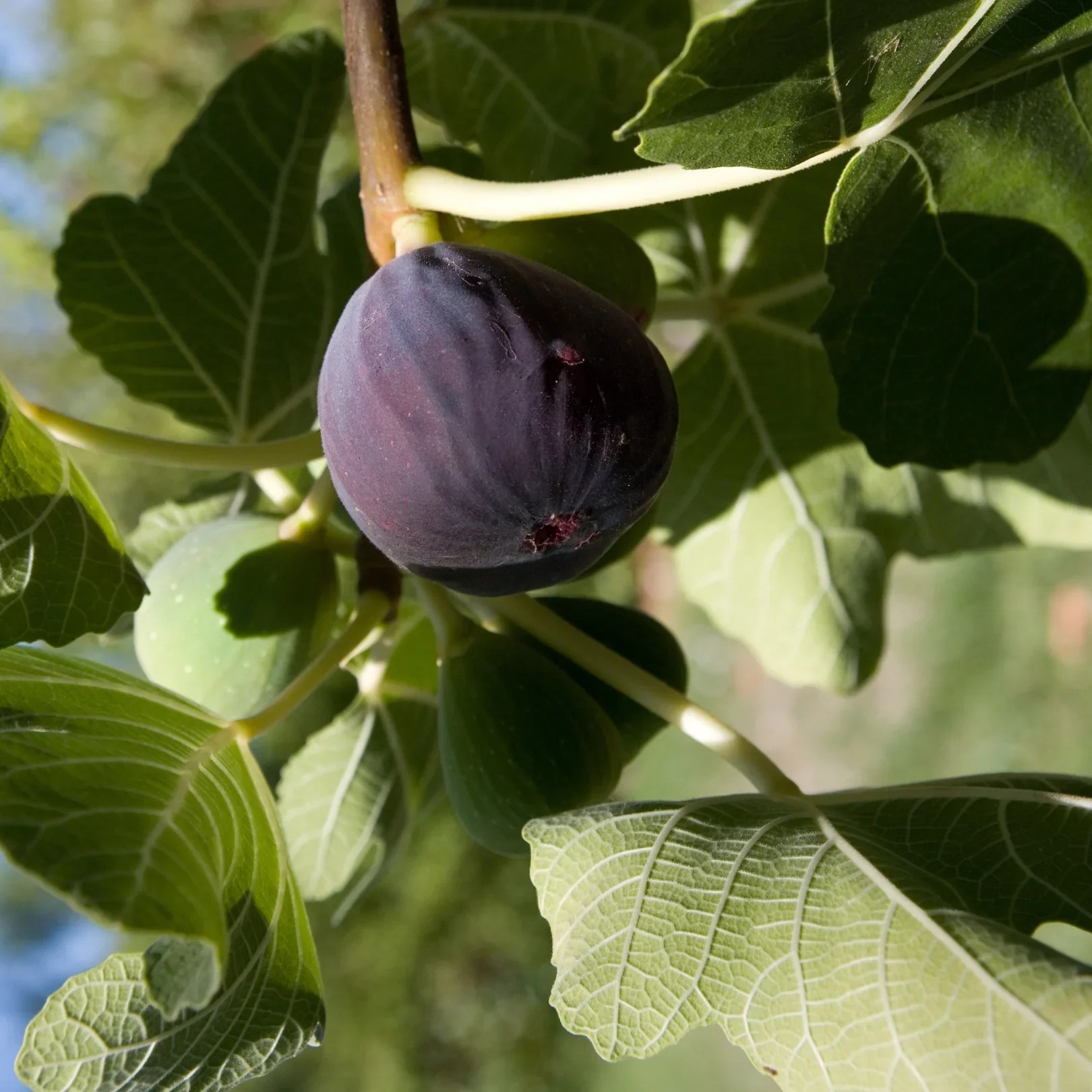 Fig Trees Get Fig Trees Delivered Simply Trees