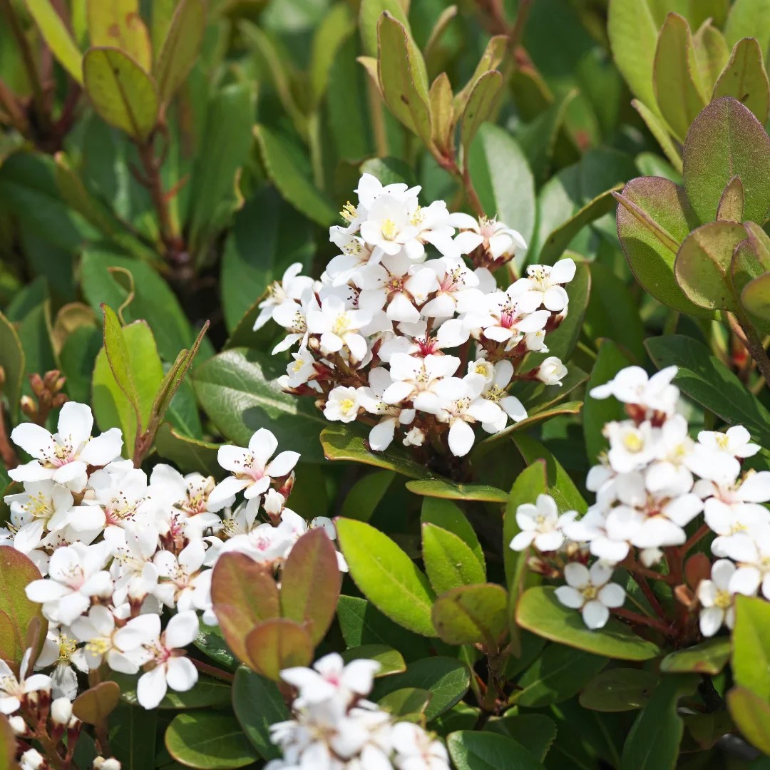 Snow White Indian Hawthorn Shrub Fragrant White Flowering Evergreen