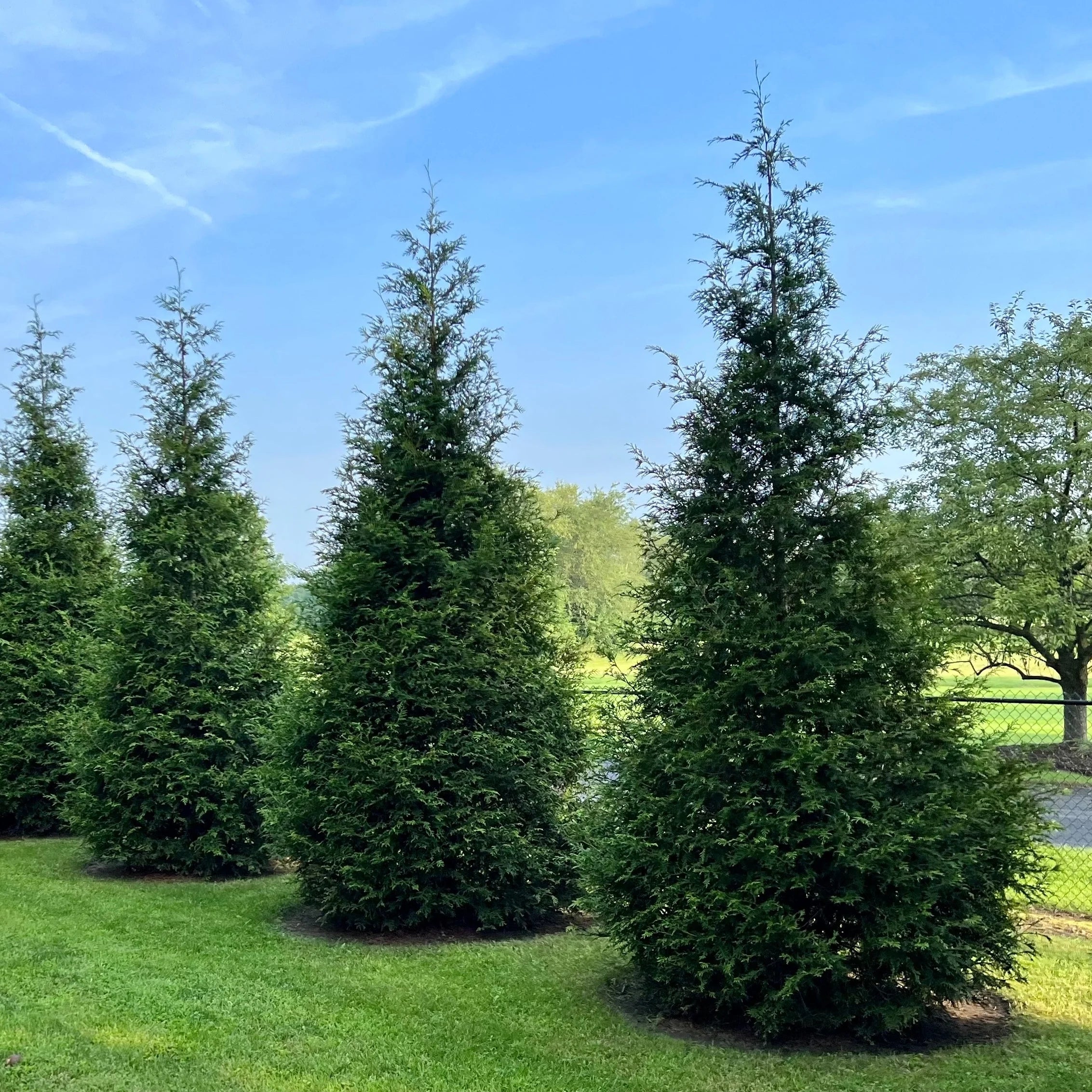Huge Green Giant Thuja Arborvitae Tree Thuja Green Giant Thuja