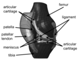 Simtk Open Knee S Virtual Biomechanical Representations Of The Knee