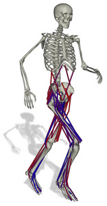 Opencap Processing Utilsdynamicsimulations Opensimad Utilsopensimad Py - HD Minimal Designs for Desktop