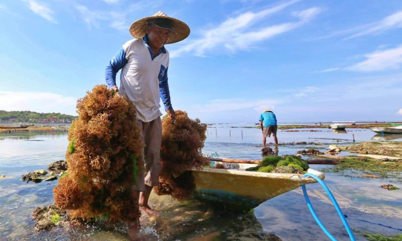 Rumput Laut Adalah: Pengertian, Manfaat, Hingga Dampak Negatifnya