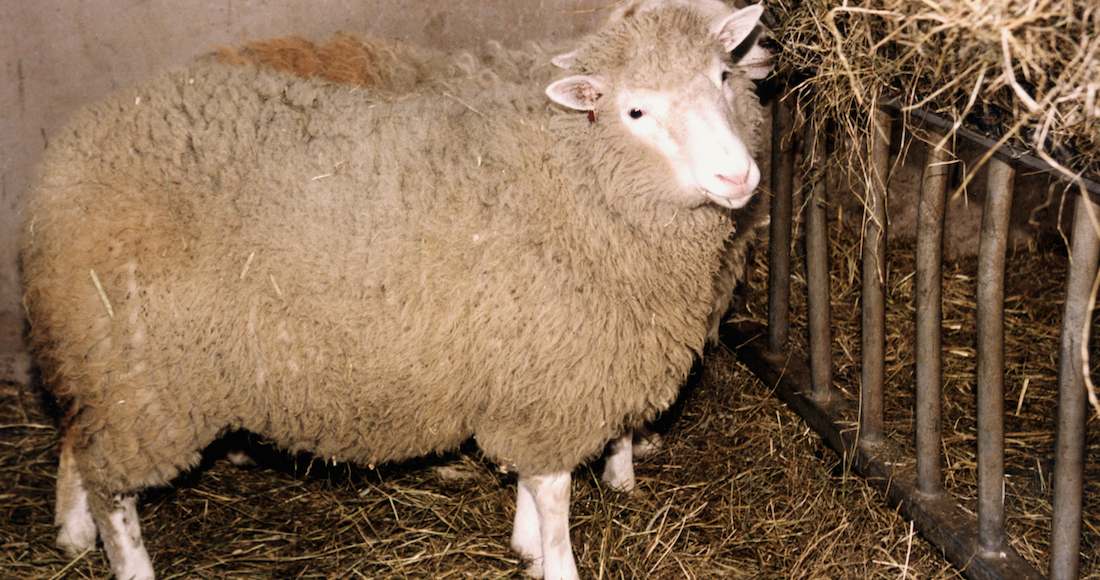 Se cumplen 20 años de la clonación de la oveja Dolly, un hito de la ...