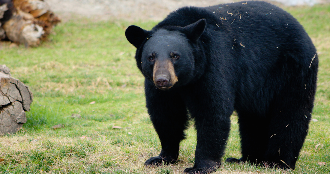 Esfuerzos para rescatar al oso negro americano, una especie en peligro ...