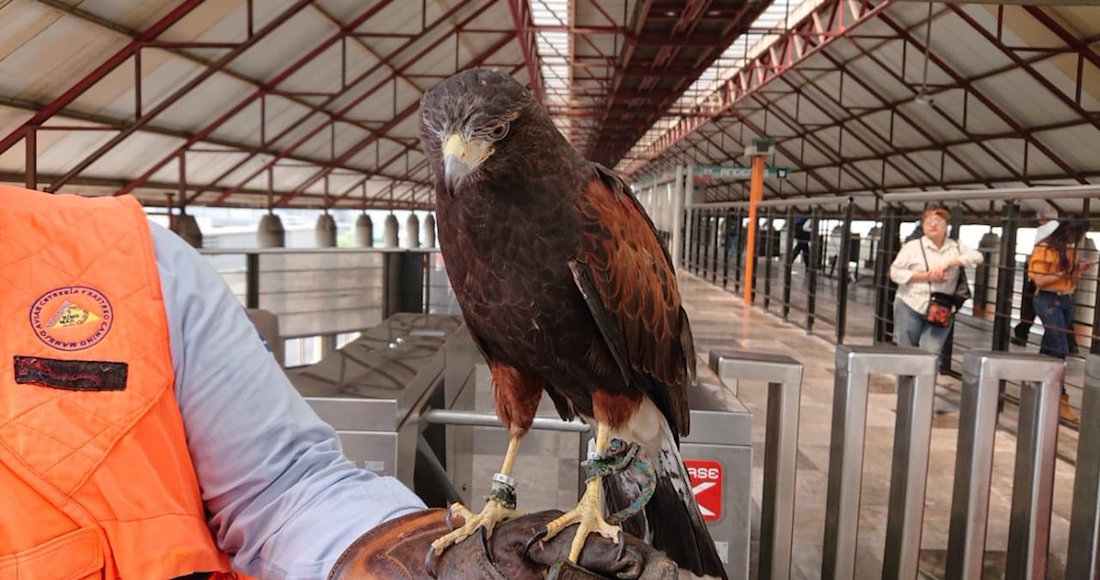 Un halcón ahuyenta a palomas de las instalaciones del Metro de la CdMx ...