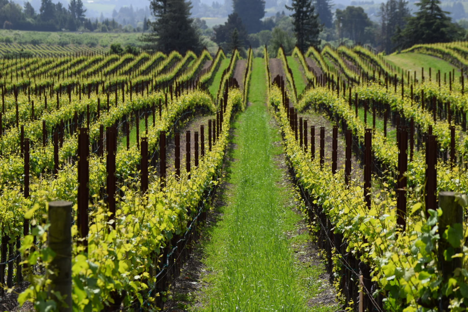 Top Five California Wine Country Travel Destinations - Sip on this Juice