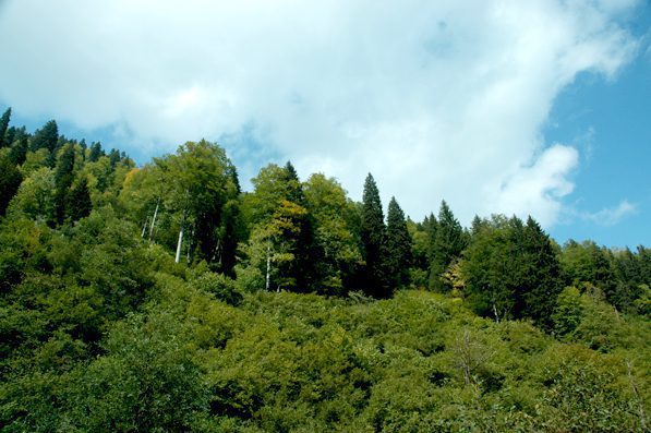 Ormanların Faydaları | ÜLKELER ATLASI