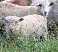 Sheep - Six Sigma