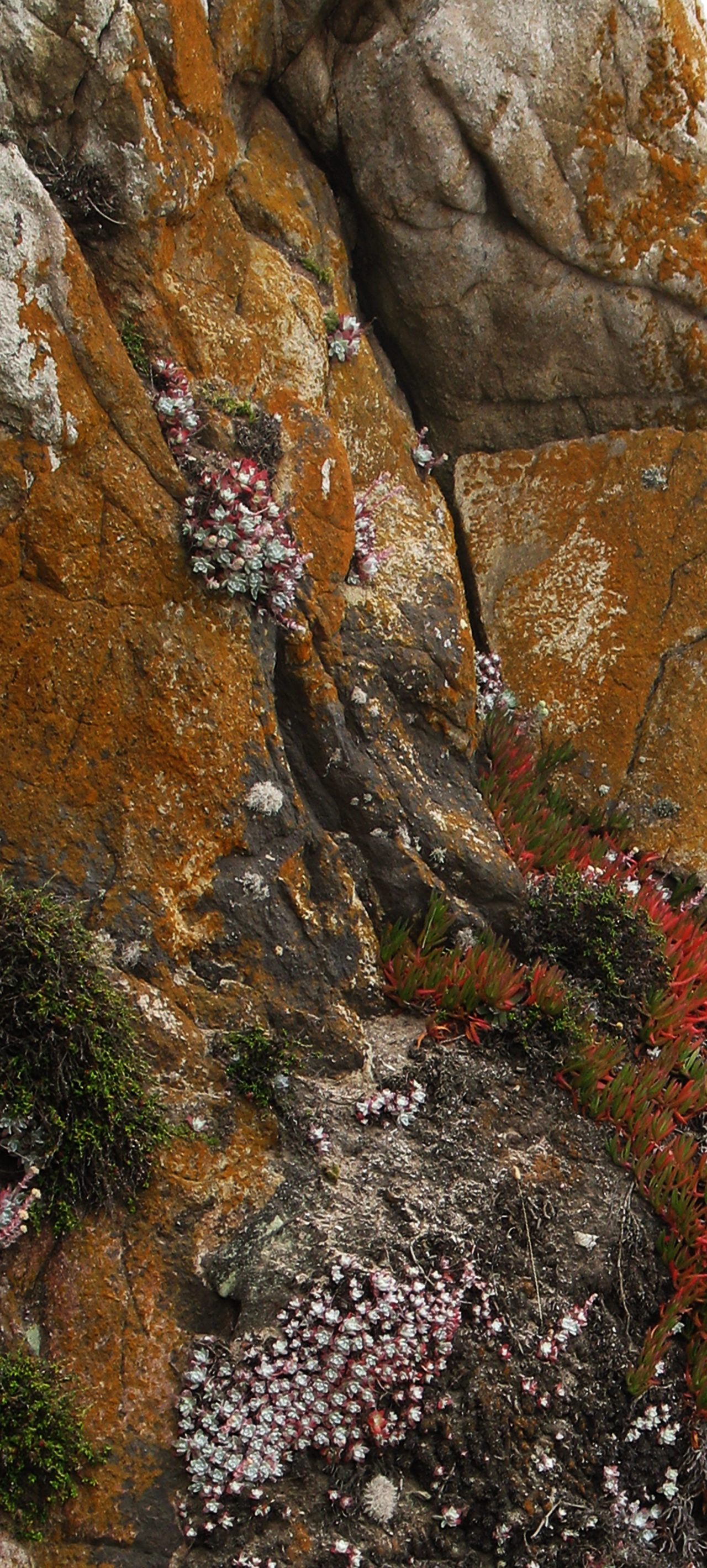 Resonance is Real - Slow Muse