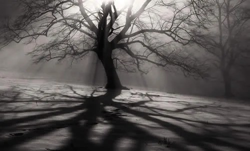 Examples and inspiration of photographing natural light. – Semester One