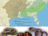 Snake Evolution And Biogeography P Guttatus Complex