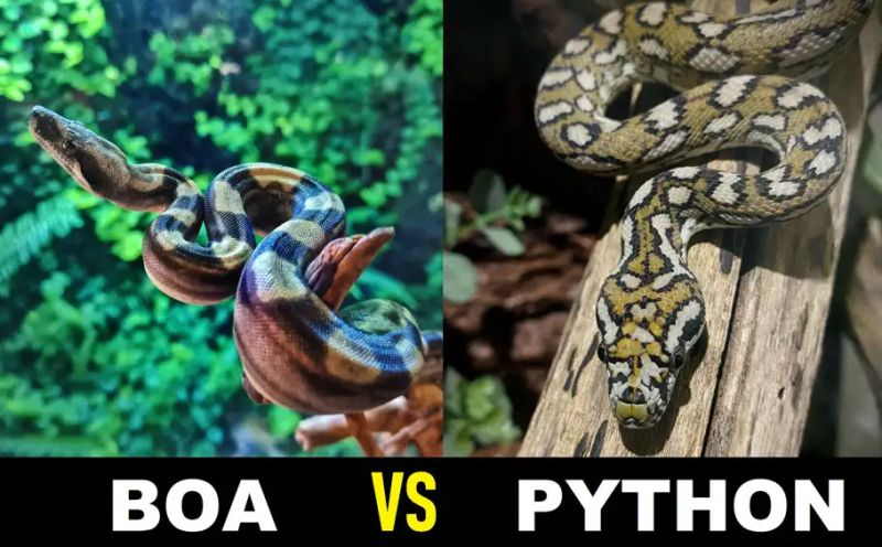 Boa Vs Python Difference Snake Facts - Abstract Photos - Elegant Desktop Collection