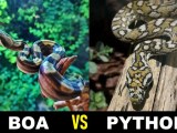 Boa Vs Python Snake 5 Best Differences To Tell Them Apart