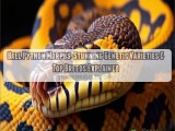 Ball Python Morphs Stunning Genetic Varieties Top Breeds Explained